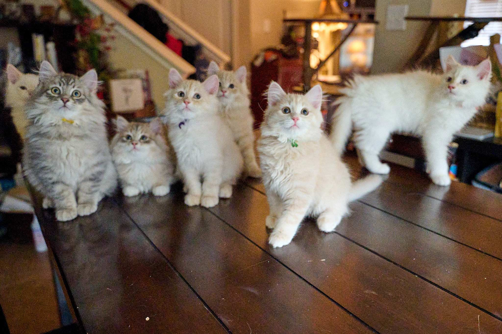 Spellbound Siberian Cats